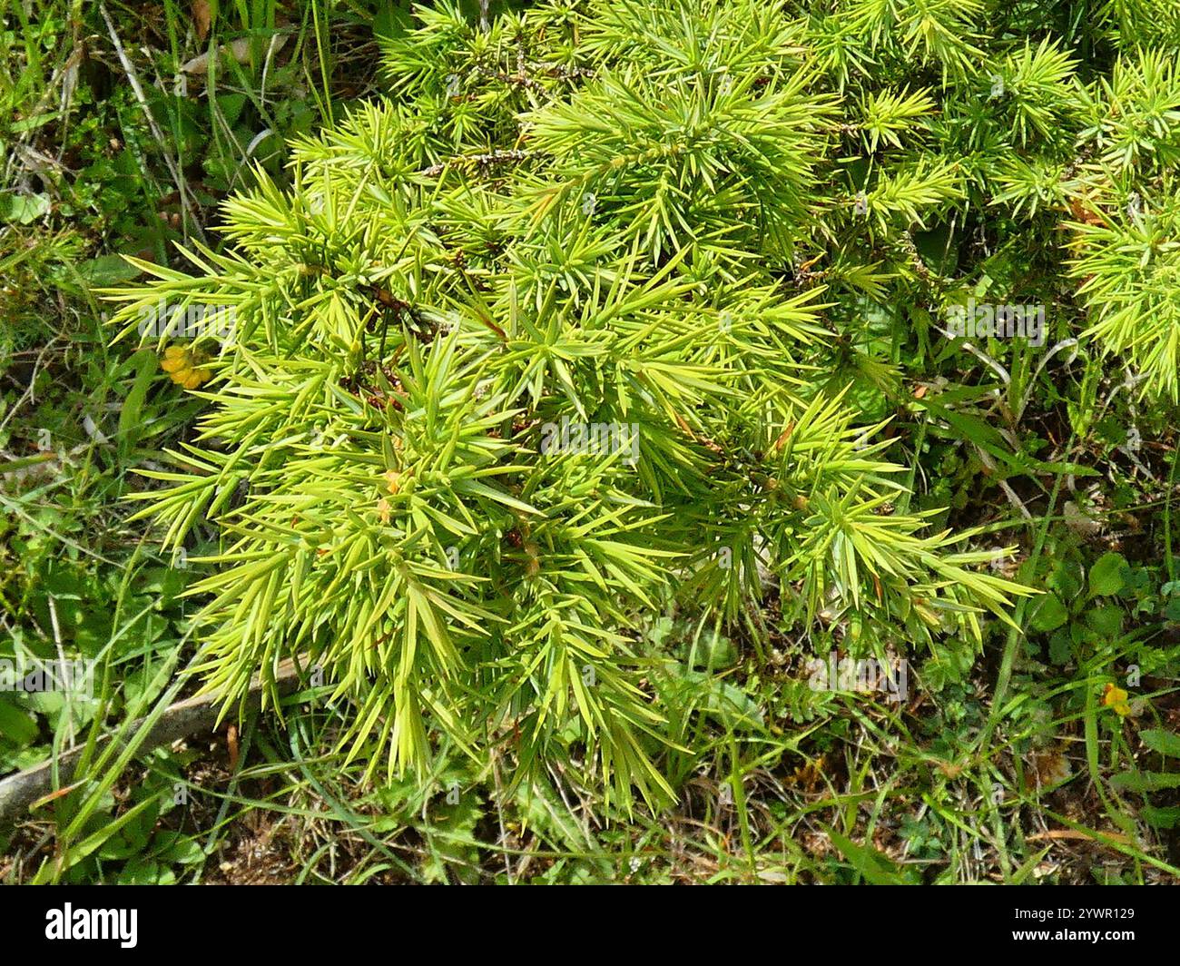 savin juniper (Juniperus sabina Stock Photo - Alamy