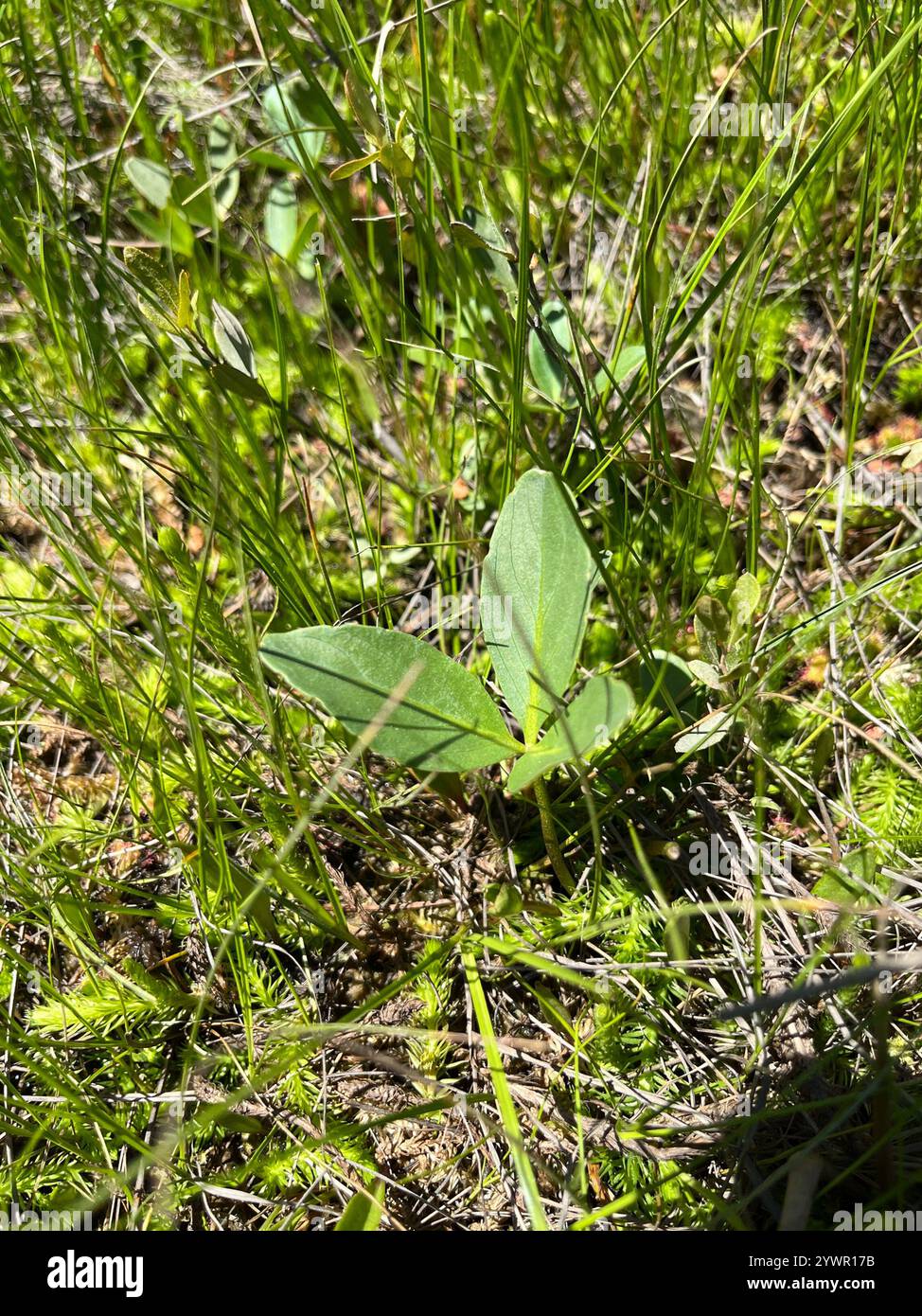 Bogbean (Menyanthes trifoliata Stock Photo - Alamy