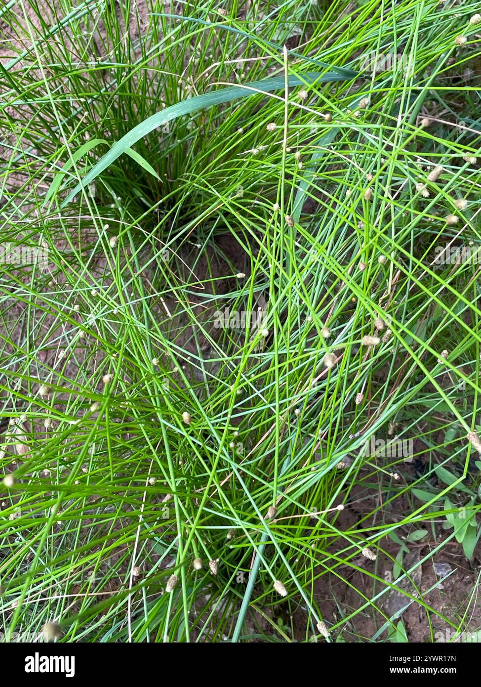 Blunt Spikerush (Eleocharis obtusa Stock Photo - Alamy