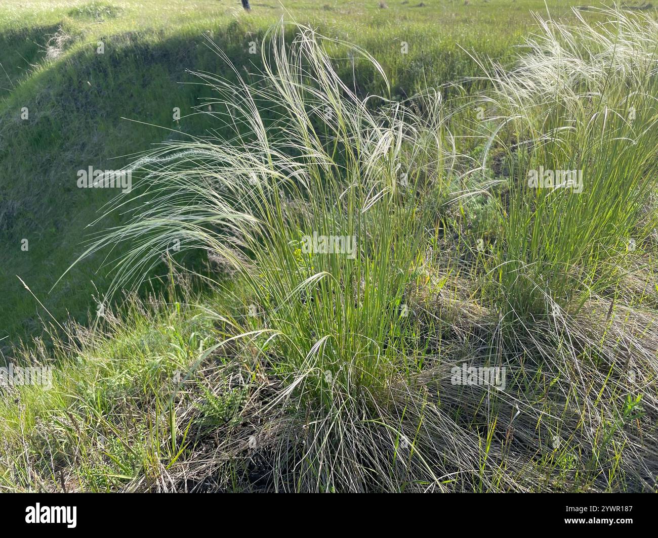 European Feather-grass (Stipa pennata Stock Photo - Alamy