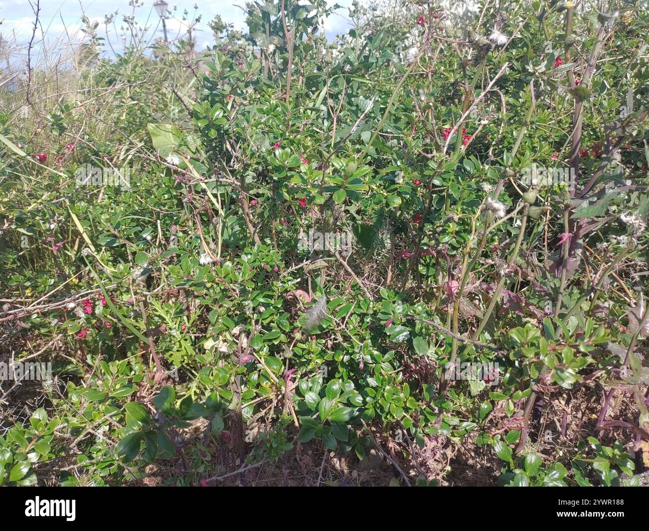 Redclaws hi-res stock photography and images - Alamy
