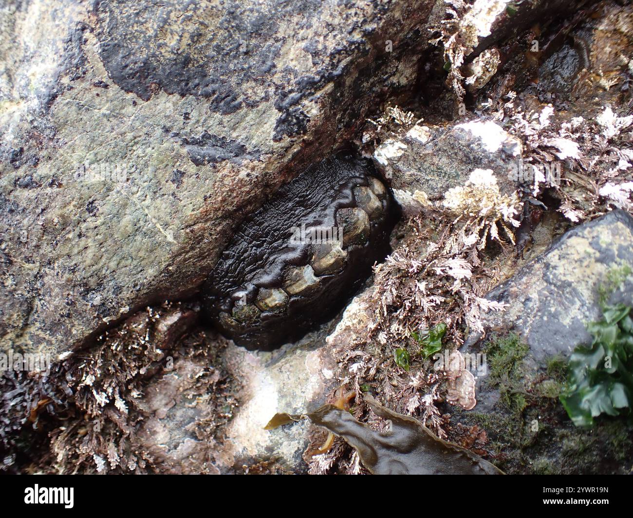 Black Leather Chiton (Katharina tunicata Stock Photo - Alamy