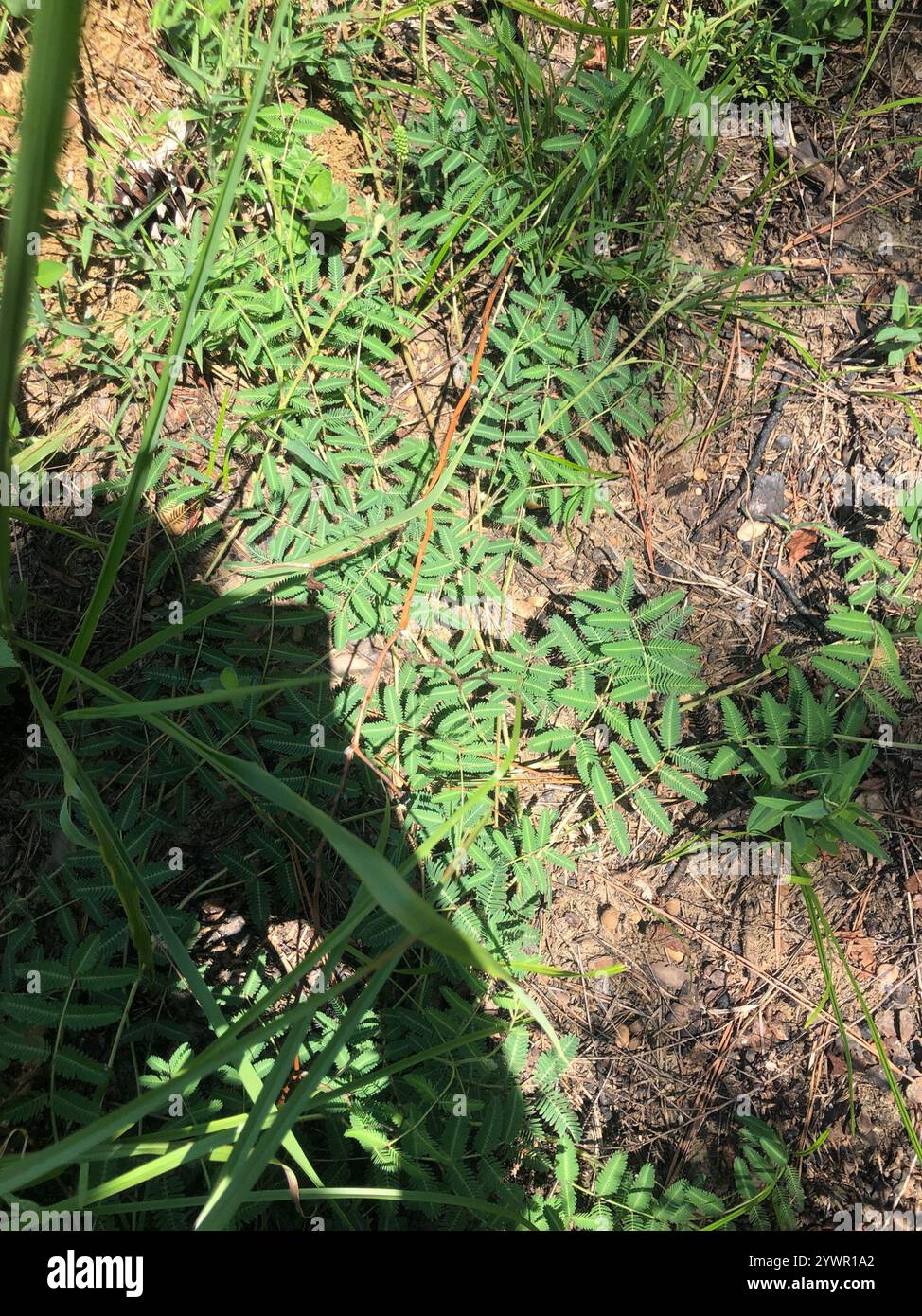 Yellow Puff (Neptunia lutea Stock Photo - Alamy