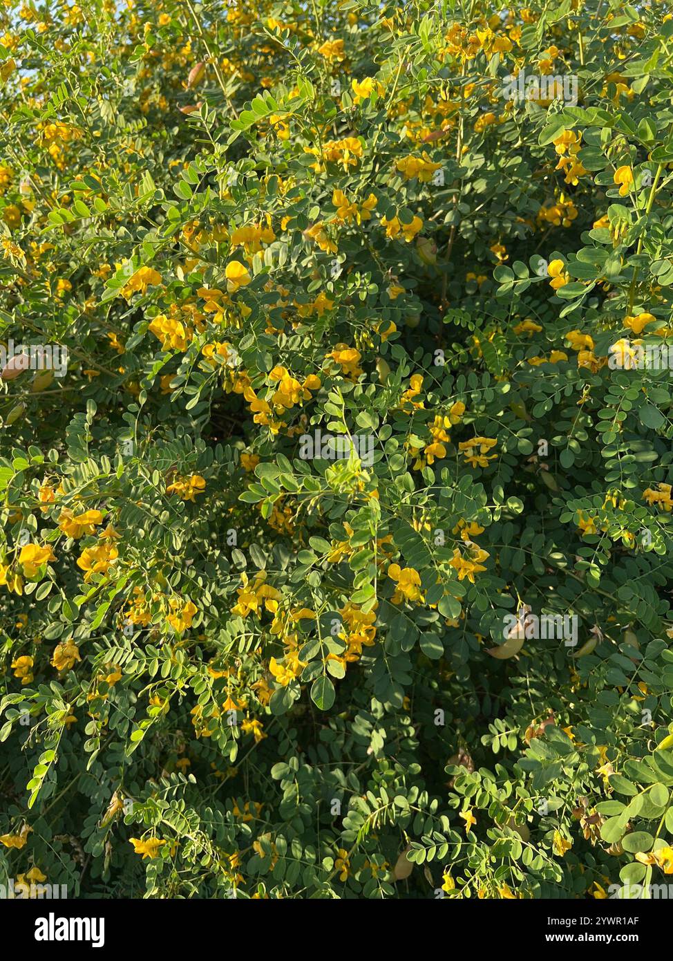 Bladder-senna (Colutea arborescens Stock Photo - Alamy