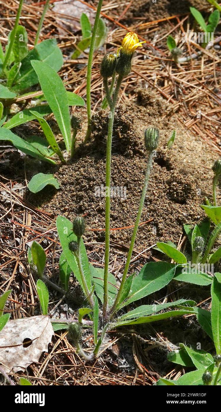 mouse-eared hawkweed (Pilosella officinarum Stock Photo - Alamy