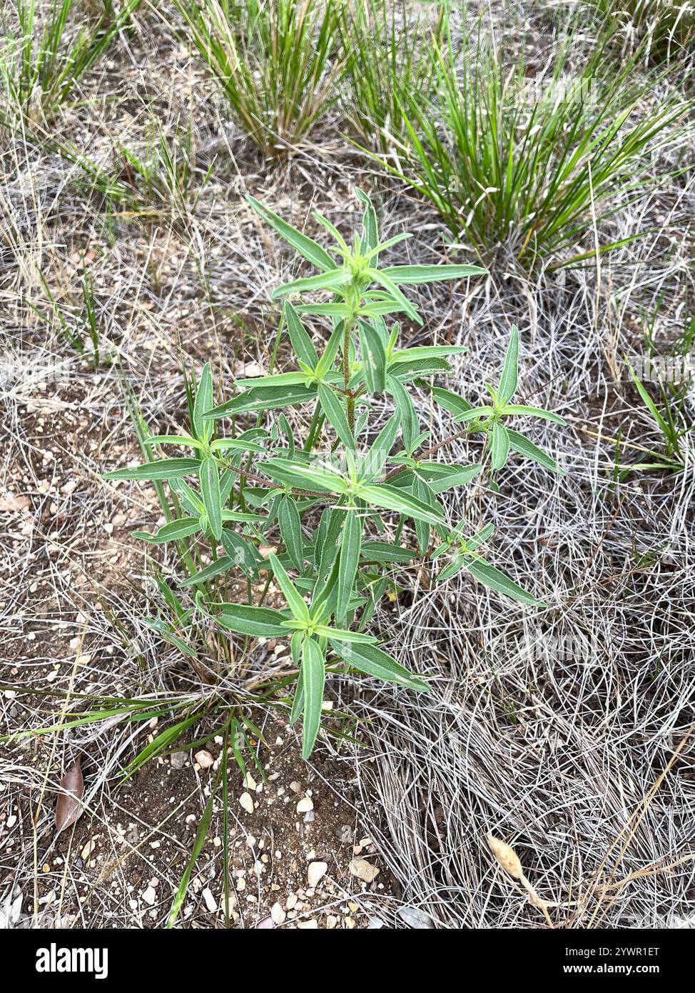 Narrowleaf Marsh-elder (Iva angustifolia Stock Photo - Alamy