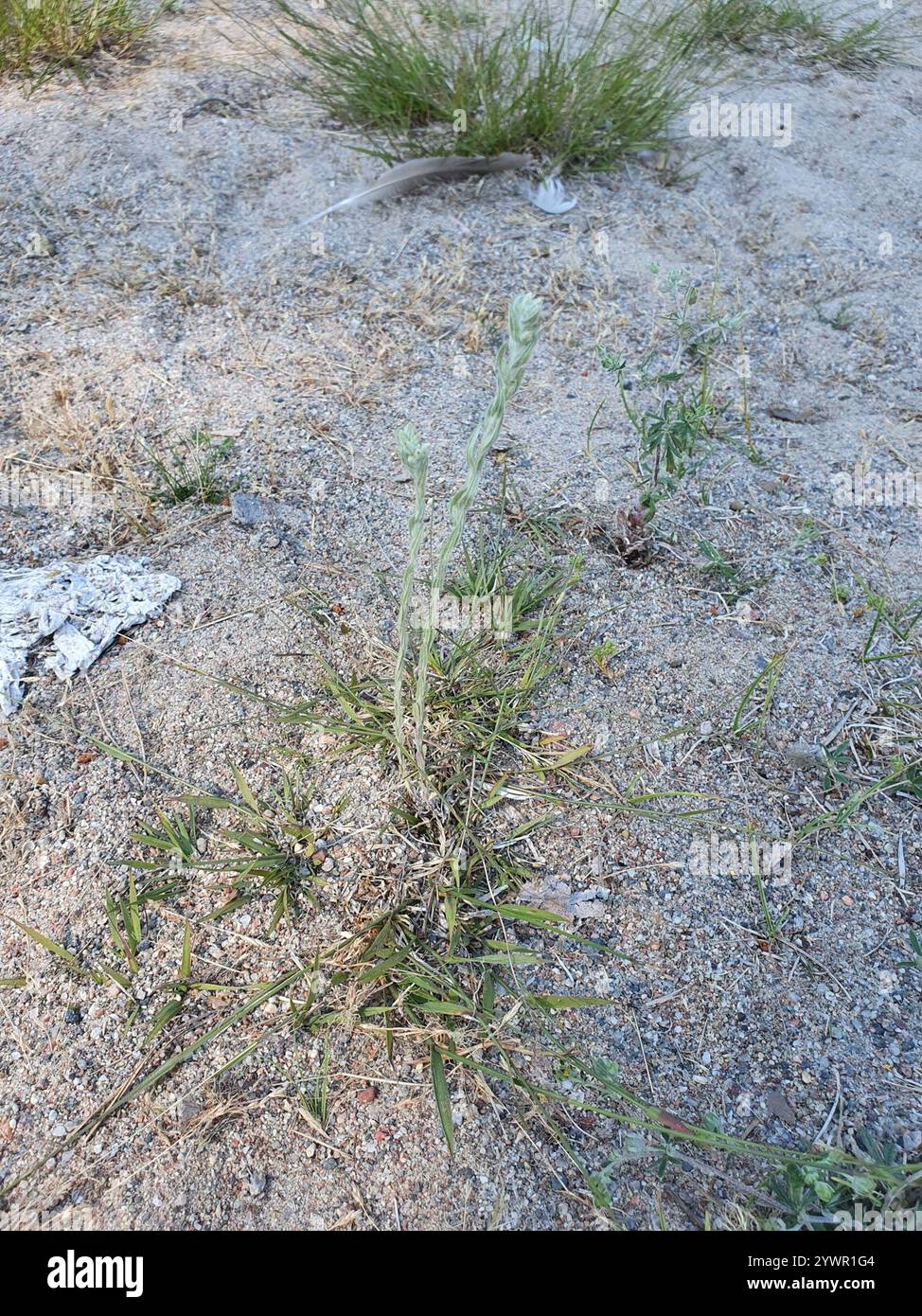 field fluffweed (Filago arvensis Stock Photo - Alamy