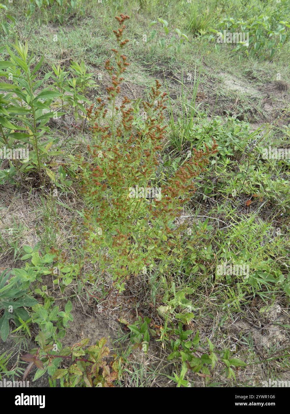 Hairy Pinweed (Lechea mucronata Stock Photo - Alamy