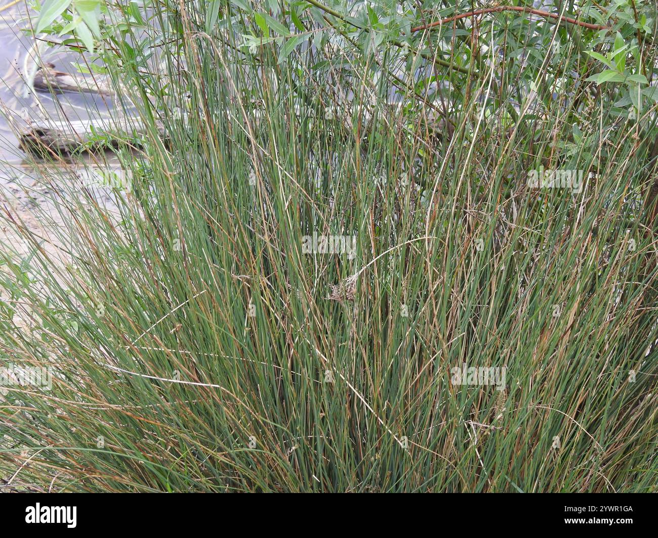 Hard Rush (Juncus inflexus Stock Photo - Alamy