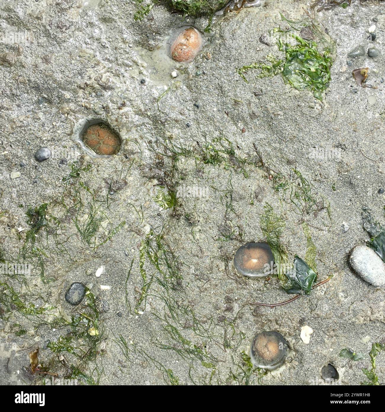 Rough piddock hi-res stock photography and images - Alamy