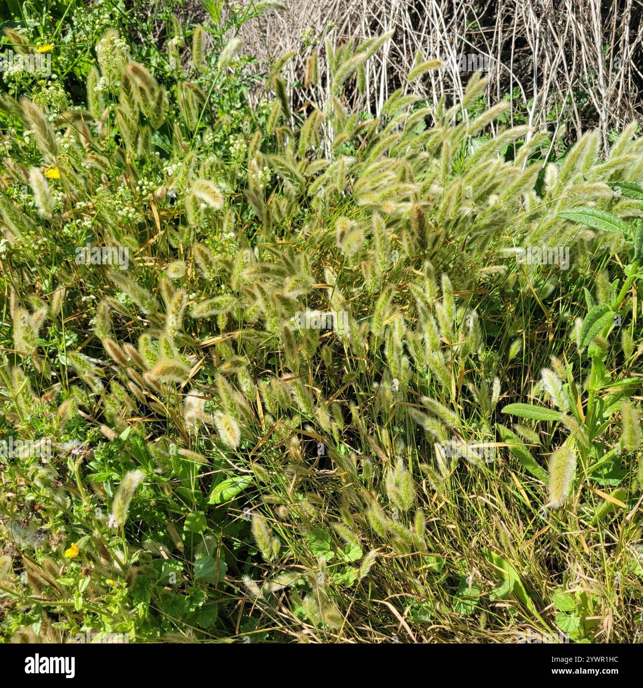 Polypogon monspeliensis hi-res stock photography and images - Alamy