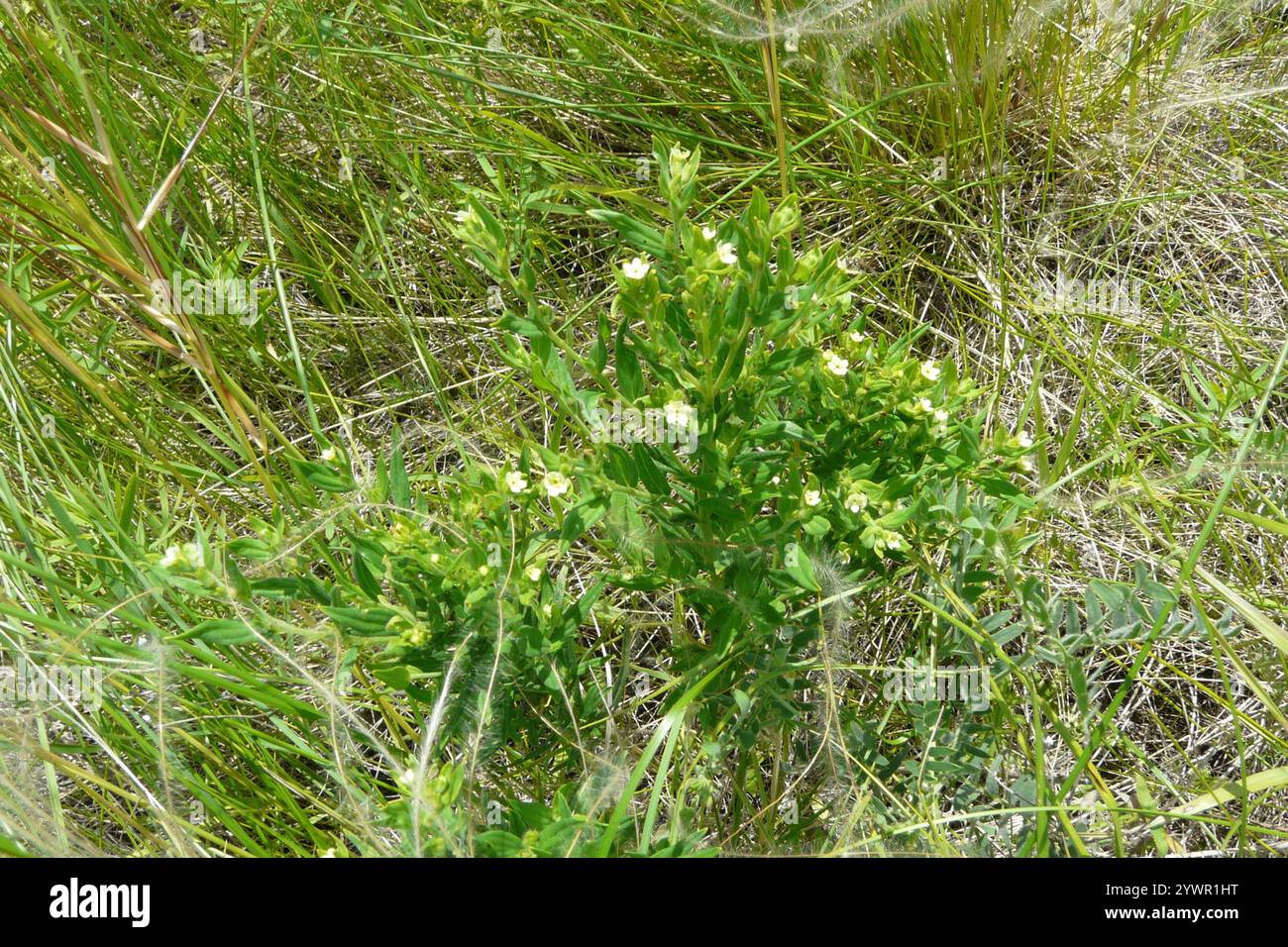 Common Gromwell (Lithospermum officinale Stock Photo - Alamy