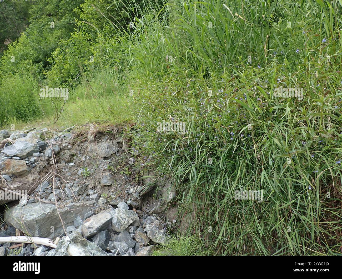 American brooklime (Veronica americana Stock Photo - Alamy