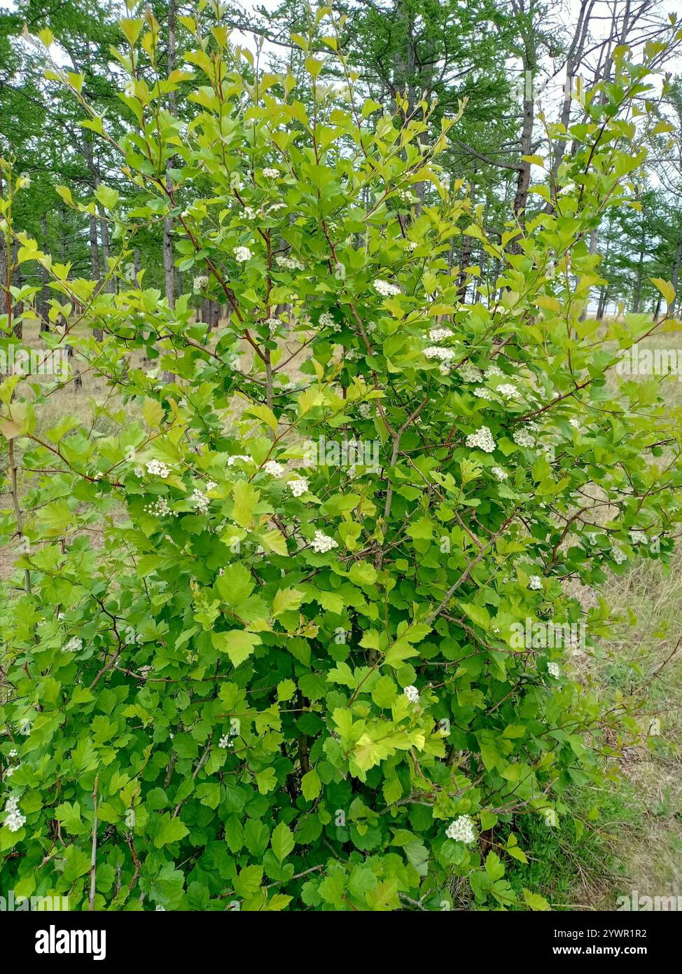 Red Hawthorn (Crataegus sanguinea Stock Photo - Alamy
