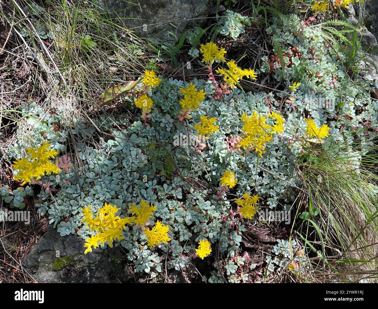 Broad-leaved Stonecrop (Sedum spathulifolium Stock Photo - Alamy