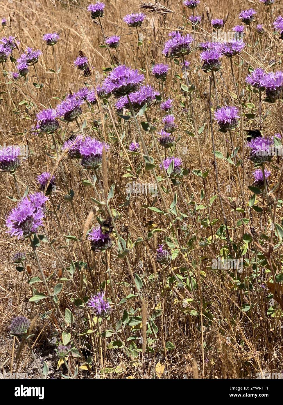 Coyote Mint (Monardella villosa Stock Photo - Alamy