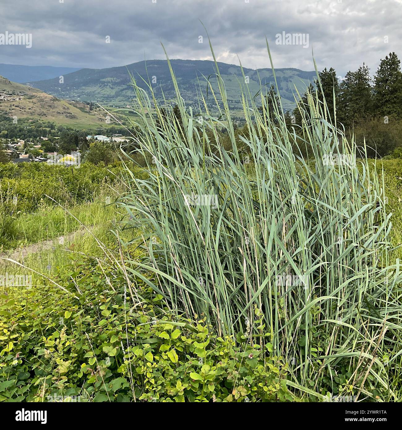 Leymus cinereus hi-res stock photography and images - Alamy