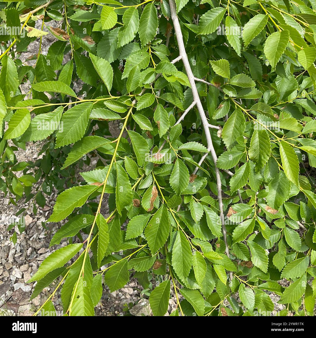 Siberian elm (Ulmus pumila Stock Photo - Alamy