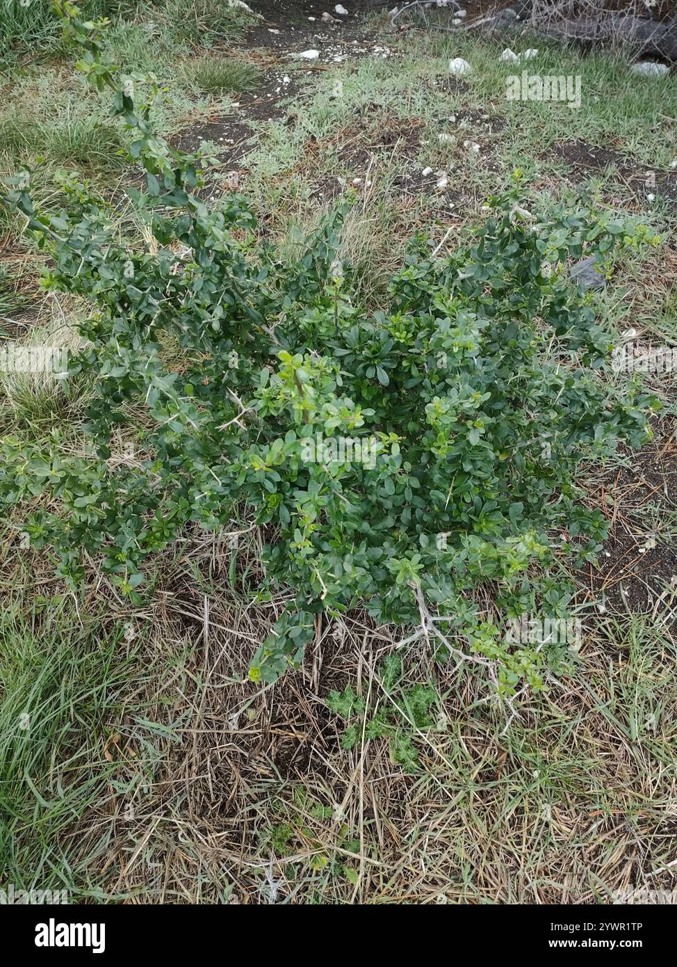 African boxthorn (Lycium ferocissimum Stock Photo - Alamy