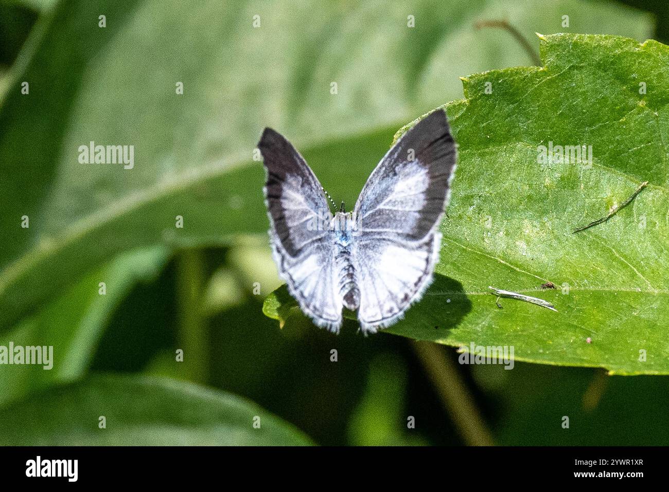 Summer Azure (Celastrina neglecta Stock Photo - Alamy