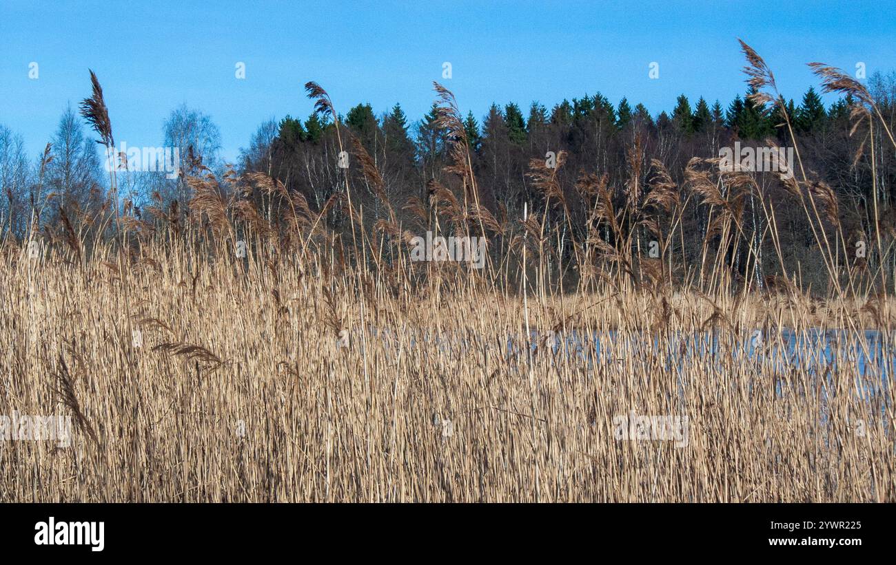 common reed (Phragmites australis Stock Photo - Alamy