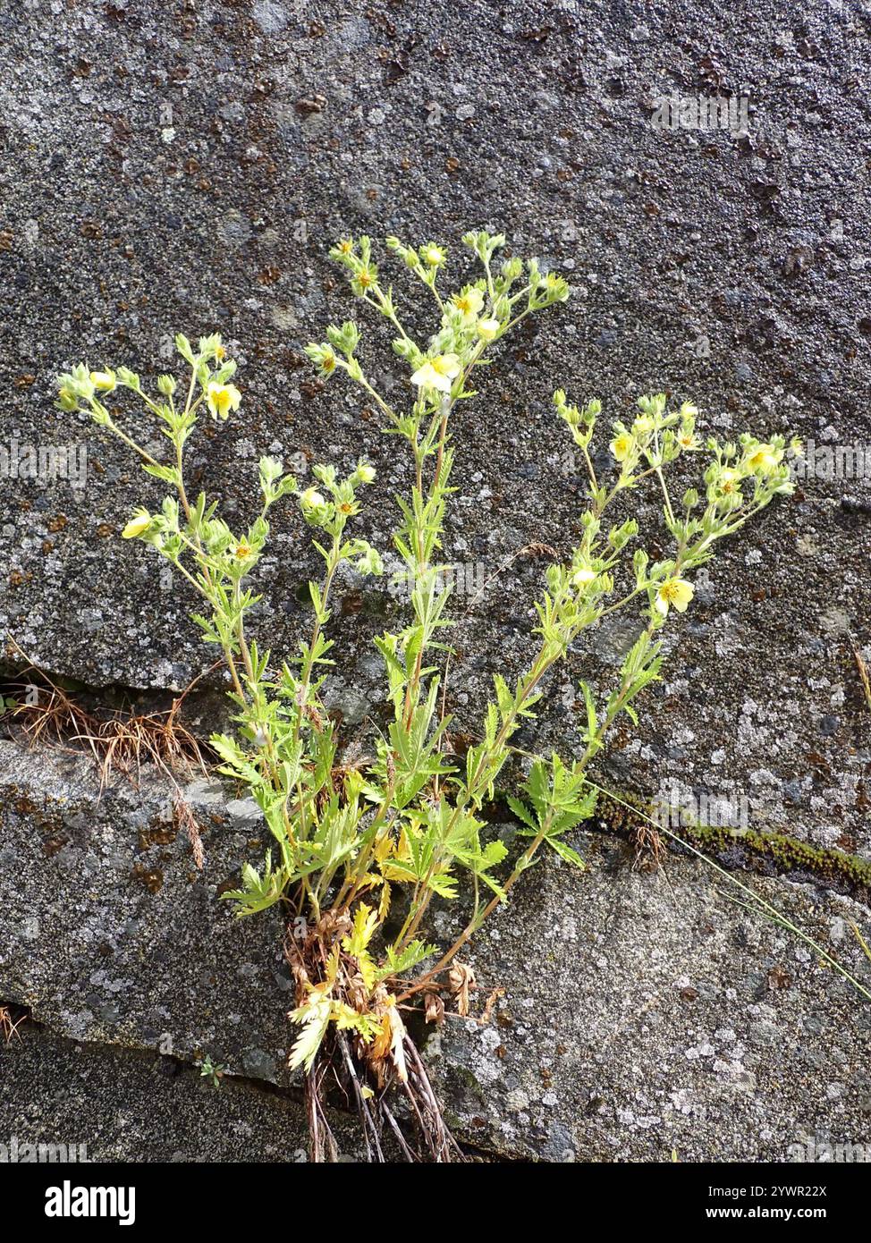 sulphur cinquefoil (Potentilla recta Stock Photo - Alamy