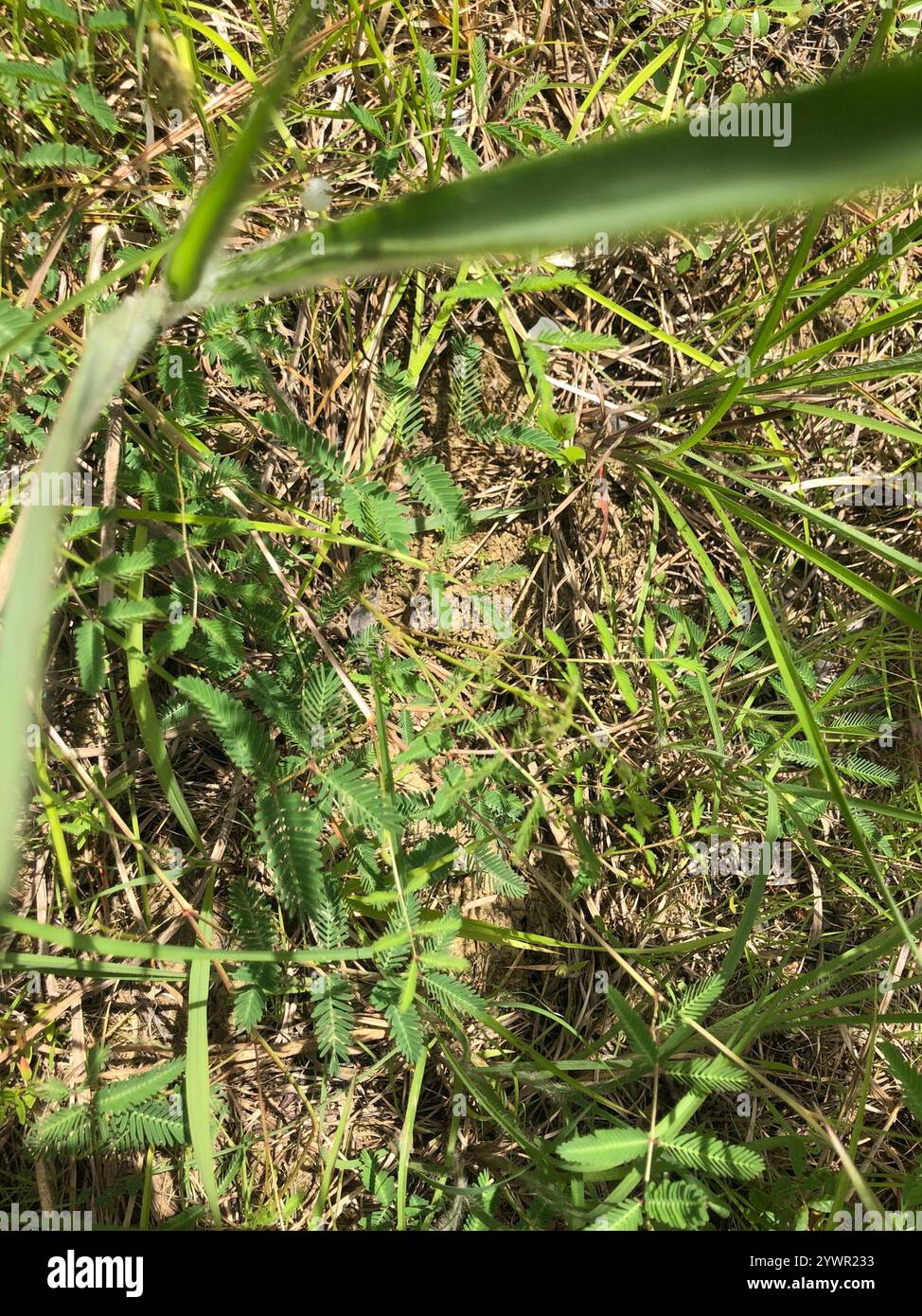 Yellow Puff (Neptunia lutea Stock Photo - Alamy