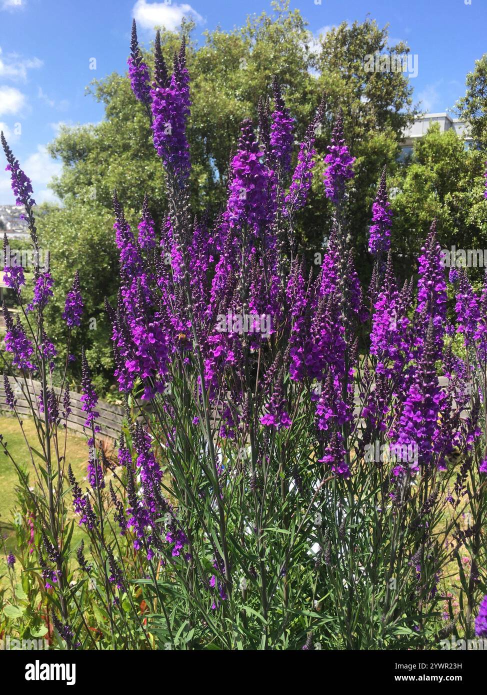 Purple Toadflax (Linaria purpurea Stock Photo - Alamy