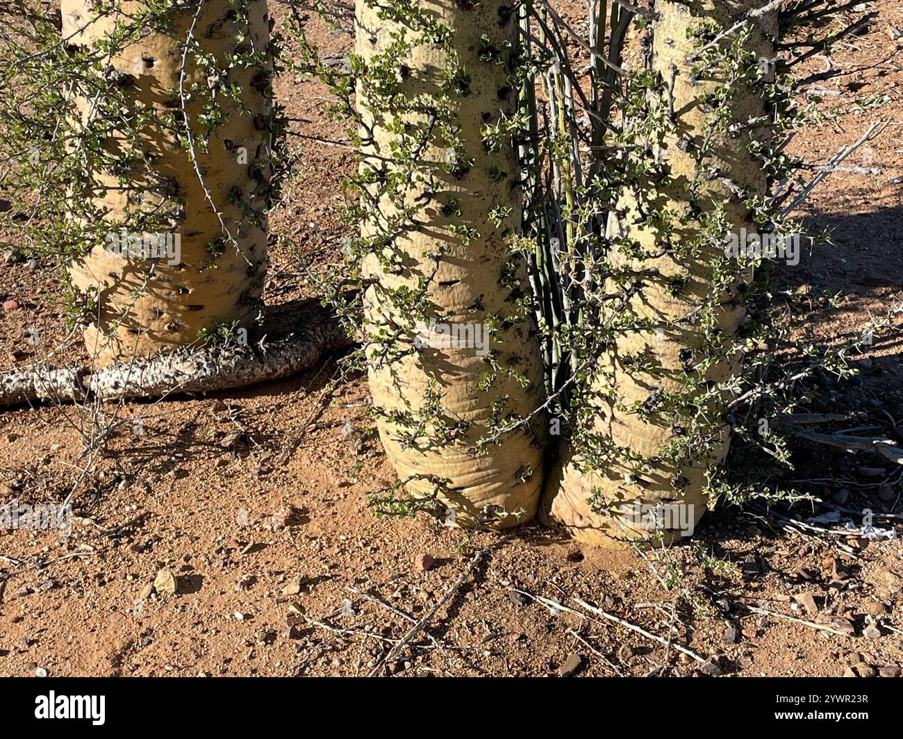 Boojum tree (Fouquieria columnaris Stock Photo - Alamy