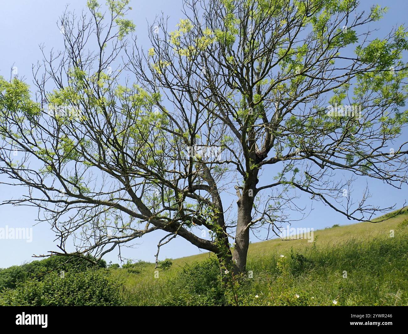 European ash (Fraxinus excelsior Stock Photo - Alamy