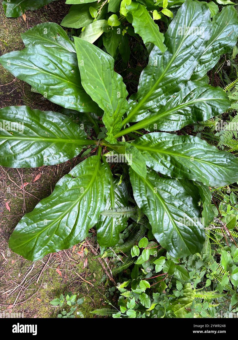 western skunk cabbage (Lysichiton americanus Stock Photo - Alamy