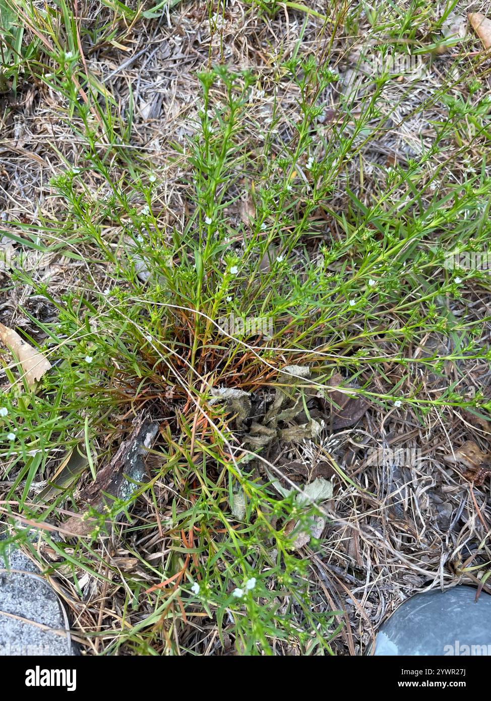 Rust Weed (Polypremum procumbens Stock Photo - Alamy