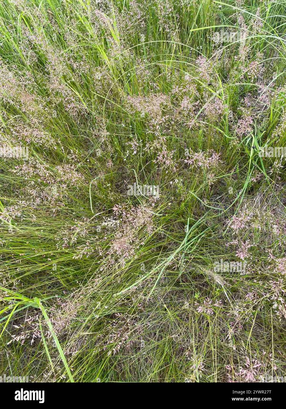 colonial bent (Agrostis capillaris Stock Photo - Alamy