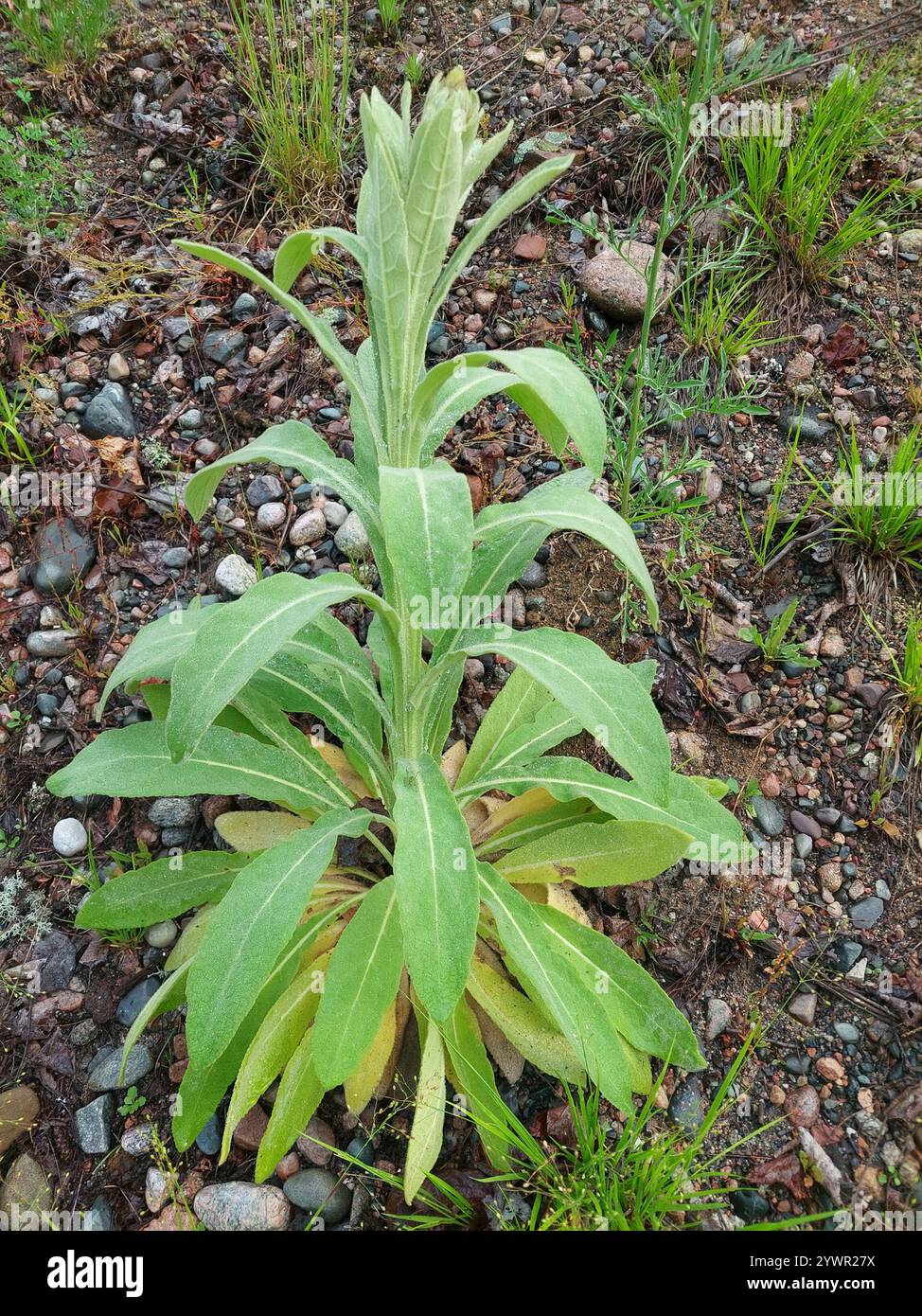 great mullein (Verbascum thapsus Stock Photo - Alamy