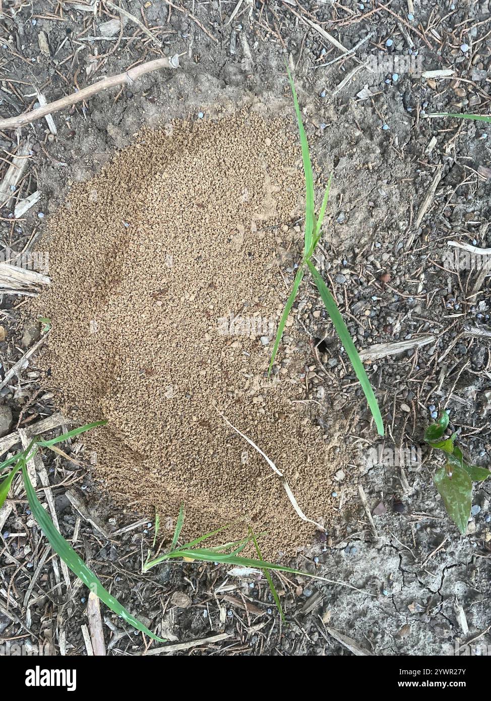 Northern Fungus-farming Ant (Trachymyrmex septentrionalis Stock Photo ...