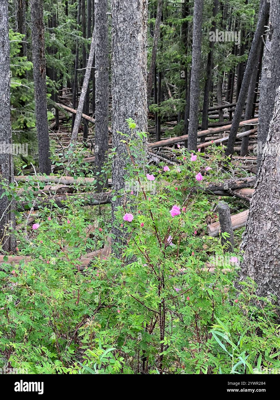 Woods' rose (Rosa woodsii Stock Photo - Alamy