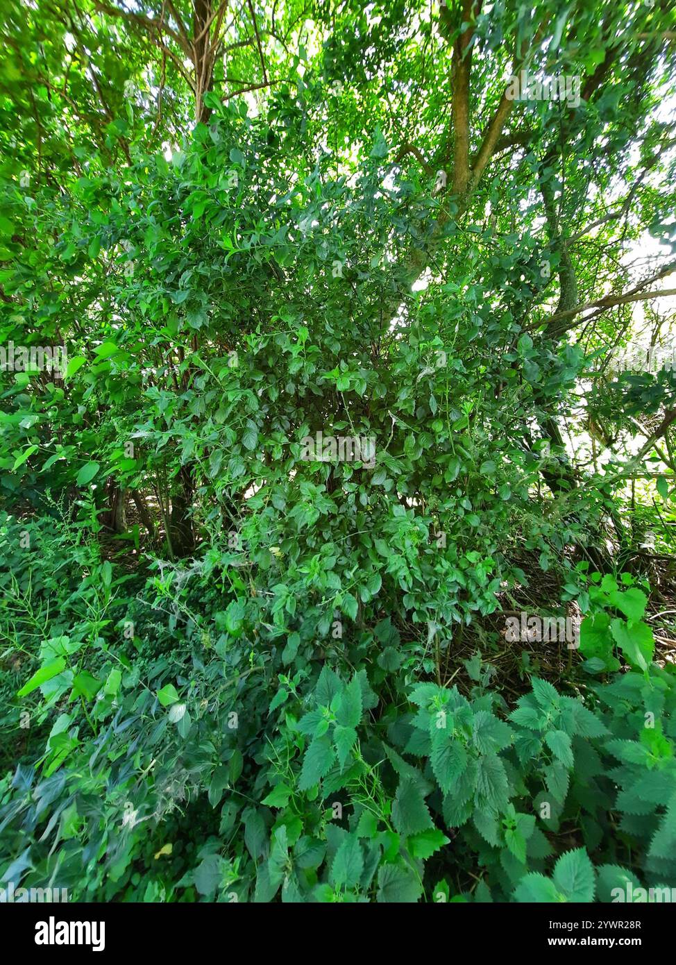 Dogwood family (Cornaceae Stock Photo - Alamy