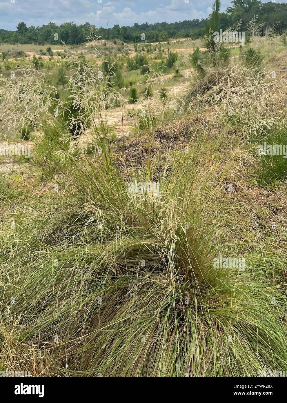 African love grass (Eragrostis curvula Stock Photo - Alamy