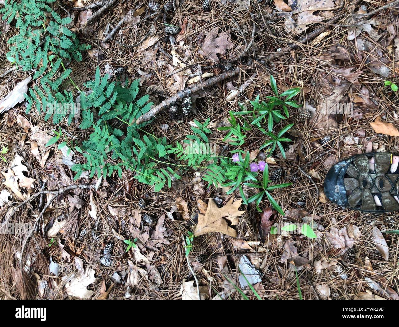 littleleaf sensitive-briar (Mimosa microphylla Stock Photo - Alamy