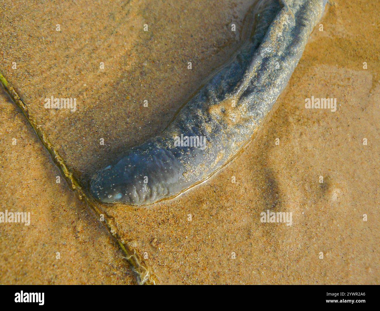 Cayenne caecilian (Typhlonectes compressicauda Stock Photo - Alamy