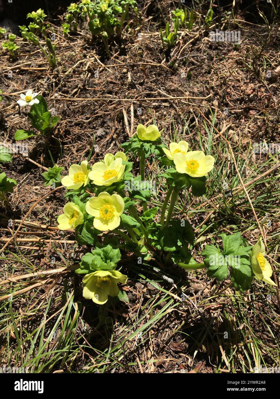 White Globeflower (Trollius albiflorus Stock Photo - Alamy