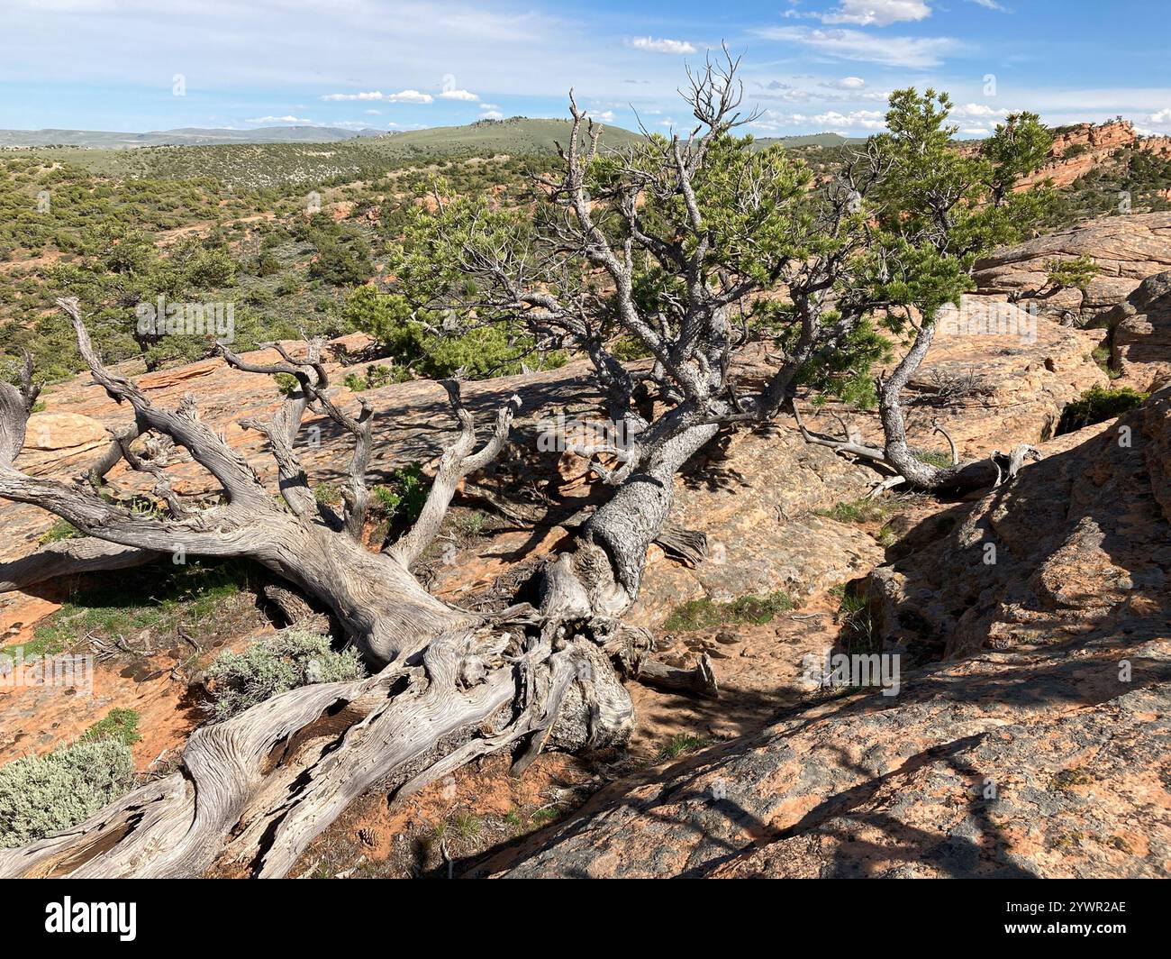 limber pine (Pinus flexilis Stock Photo - Alamy