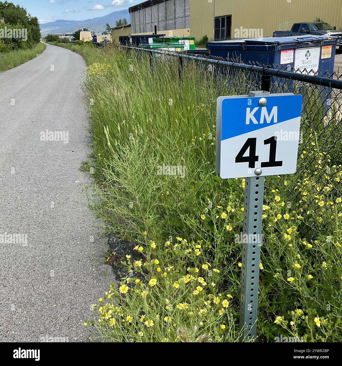 sulphur cinquefoil (Potentilla recta Stock Photo - Alamy