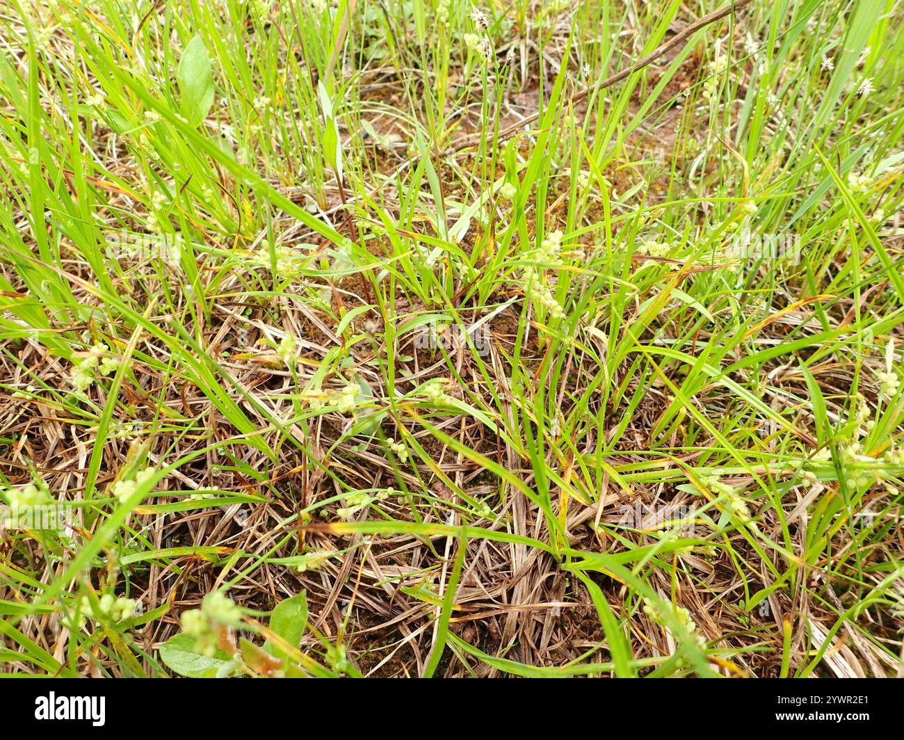 golden sedge (Carex aurea Stock Photo - Alamy