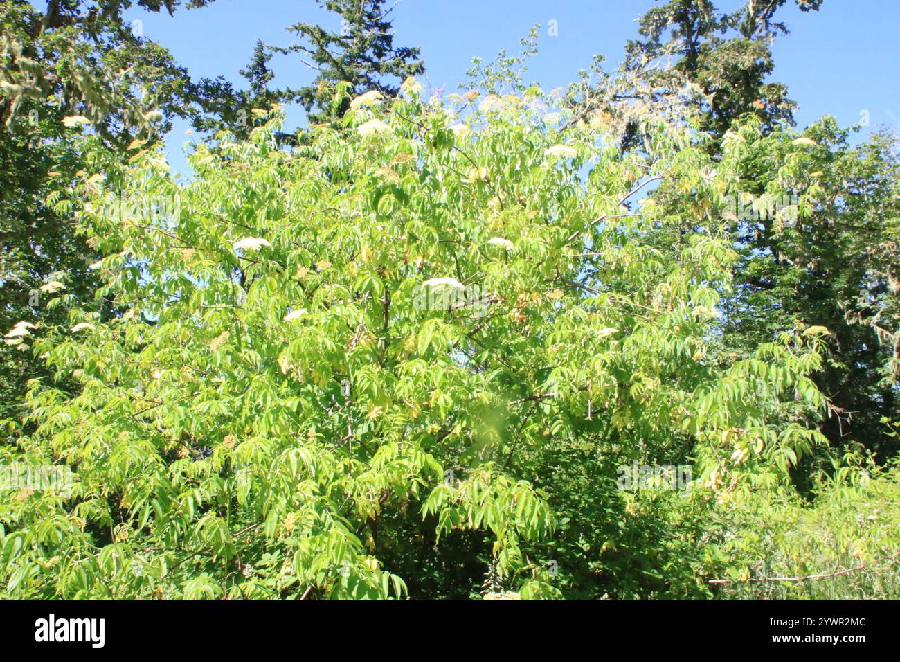 blue elder (Sambucus cerulea Stock Photo - Alamy