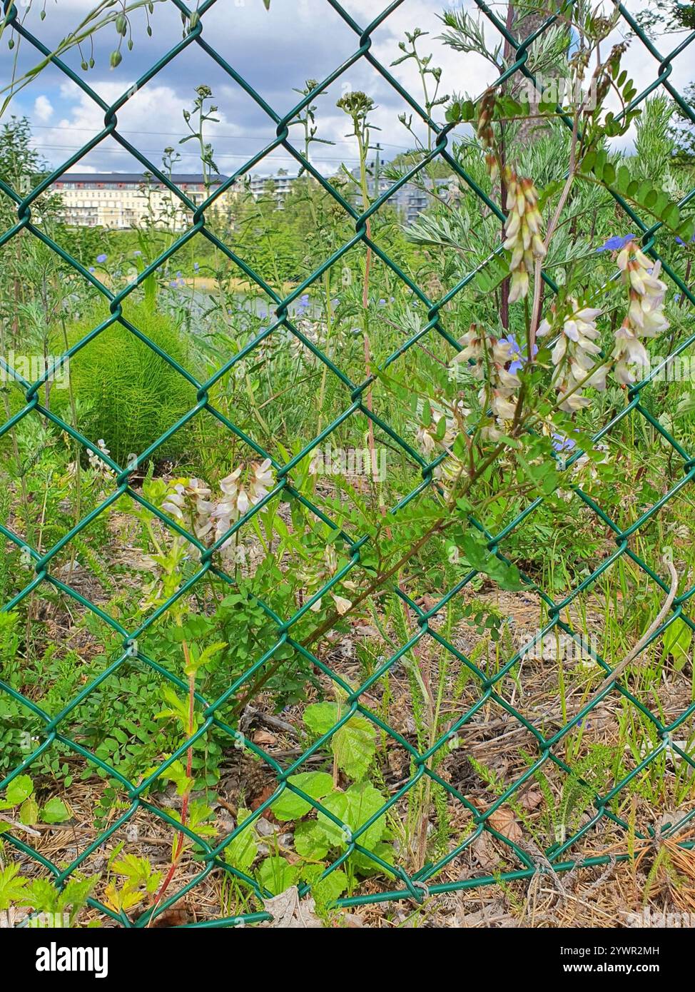 Wood Vetch (Vicia sylvatica Stock Photo - Alamy