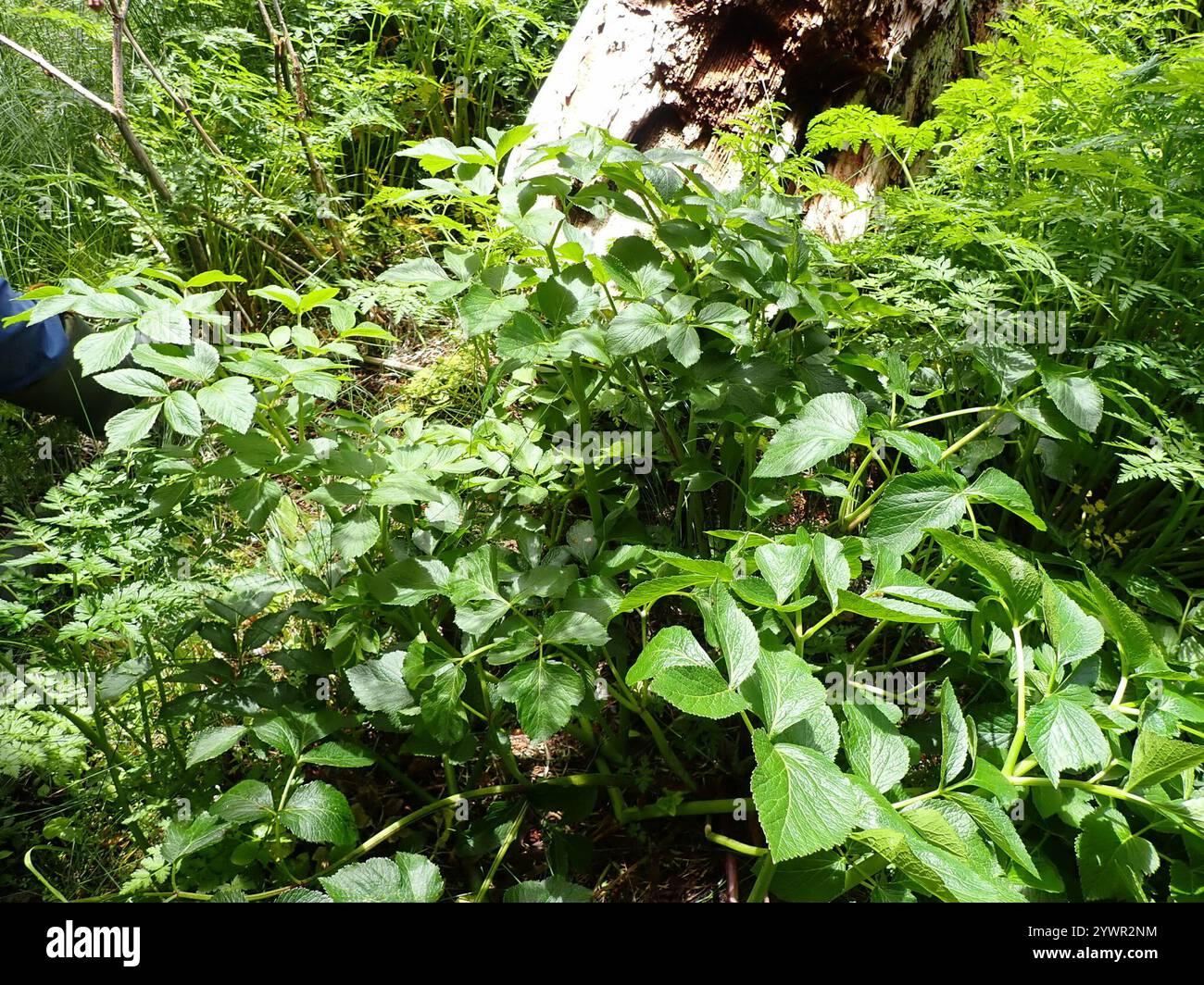 Angelica lucida hi-res stock photography and images - Alamy
