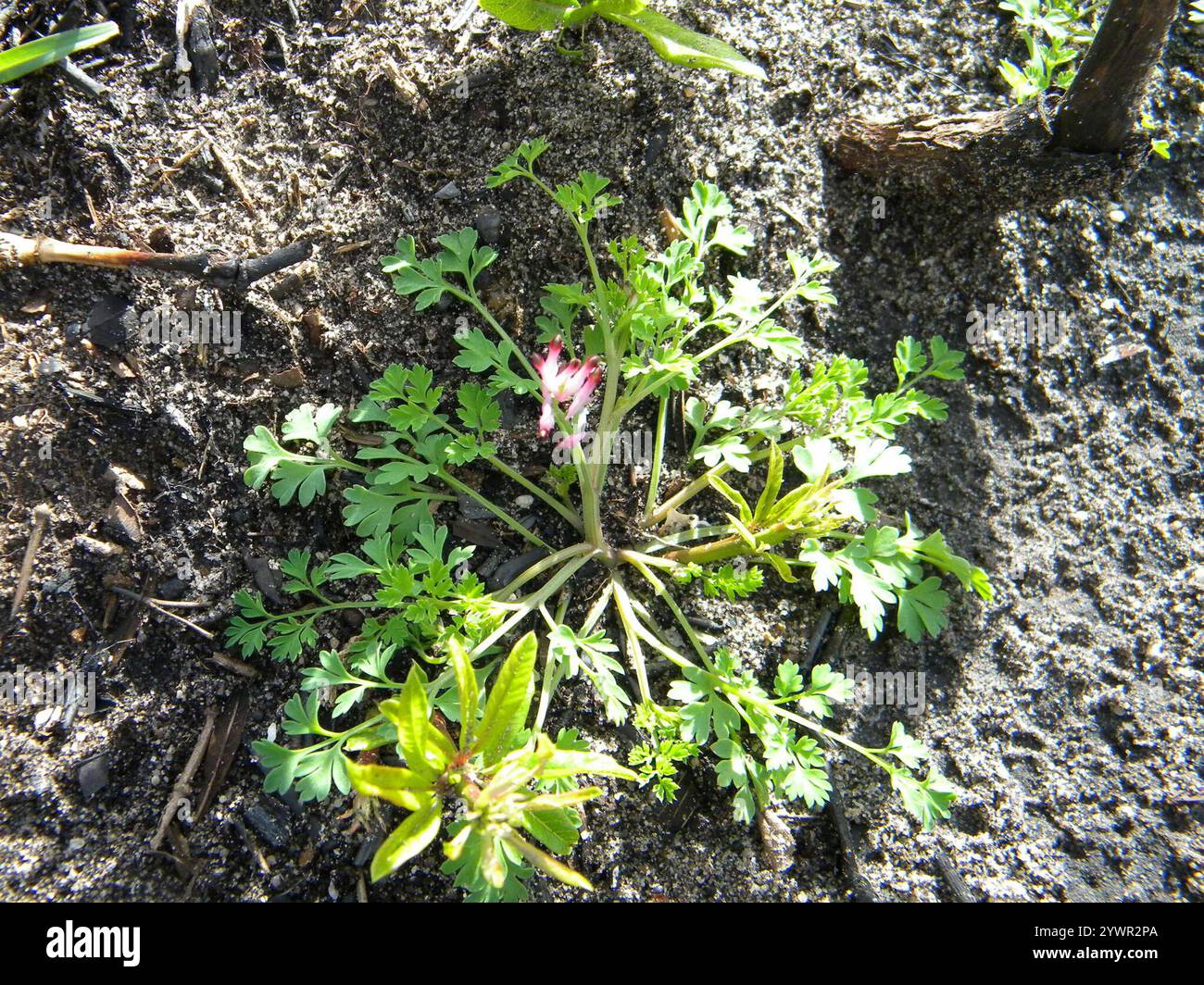 common ramping-fumitory (Fumaria muralis Stock Photo - Alamy