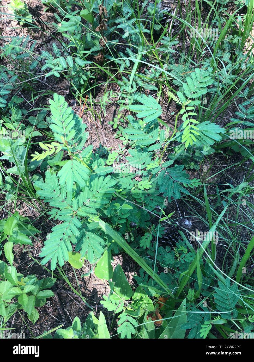 Illinois bundleflower (Desmanthus illinoensis Stock Photo - Alamy