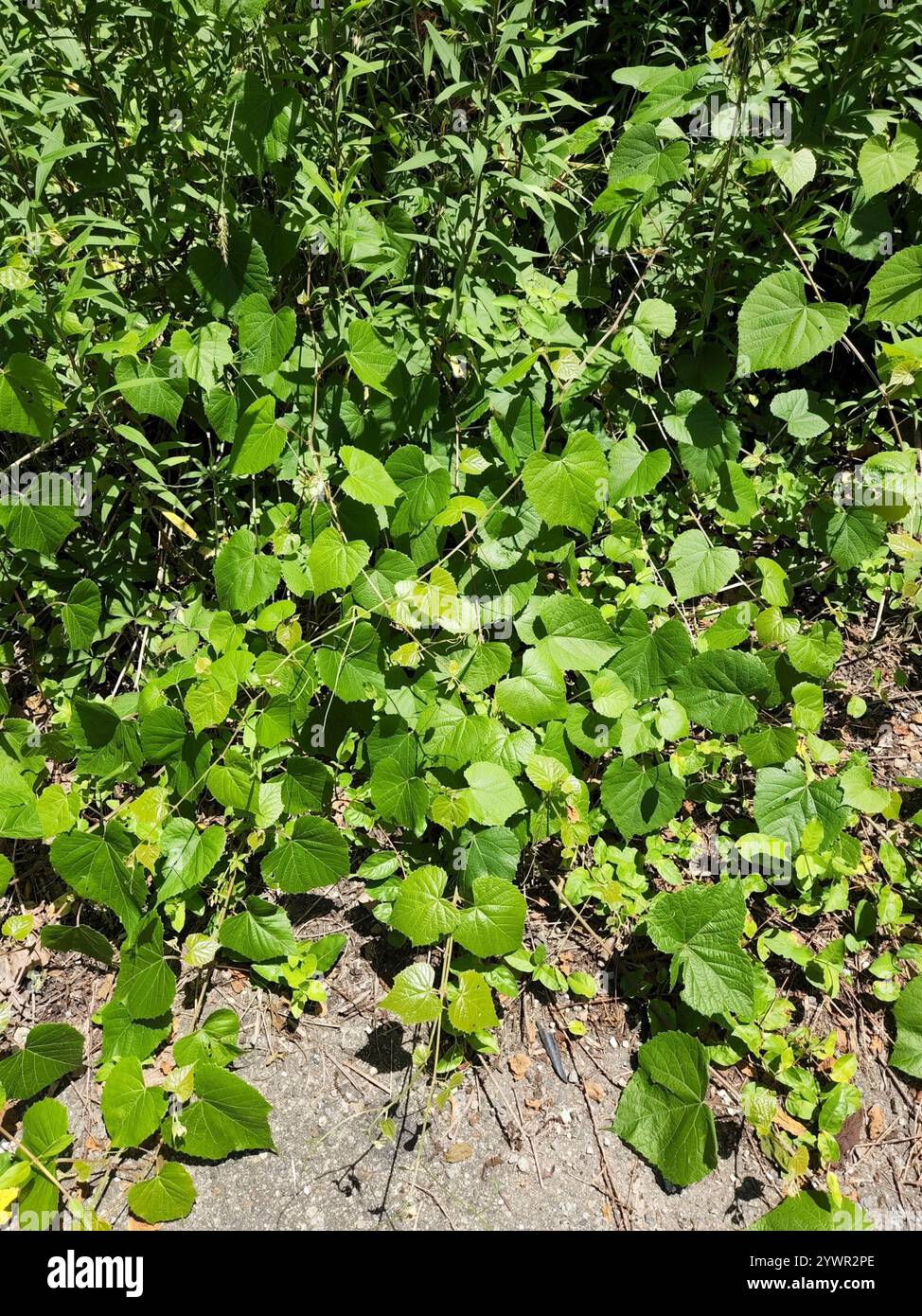 graybark grape (Vitis cinerea Stock Photo - Alamy